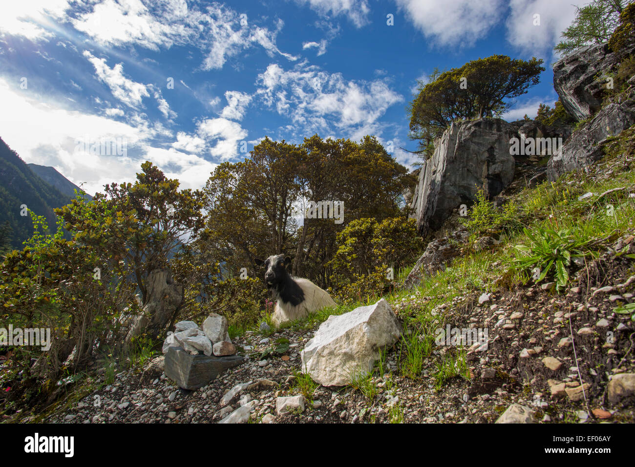 goats in Daocheng, Sichuan province, china Stock Photo - Alamy