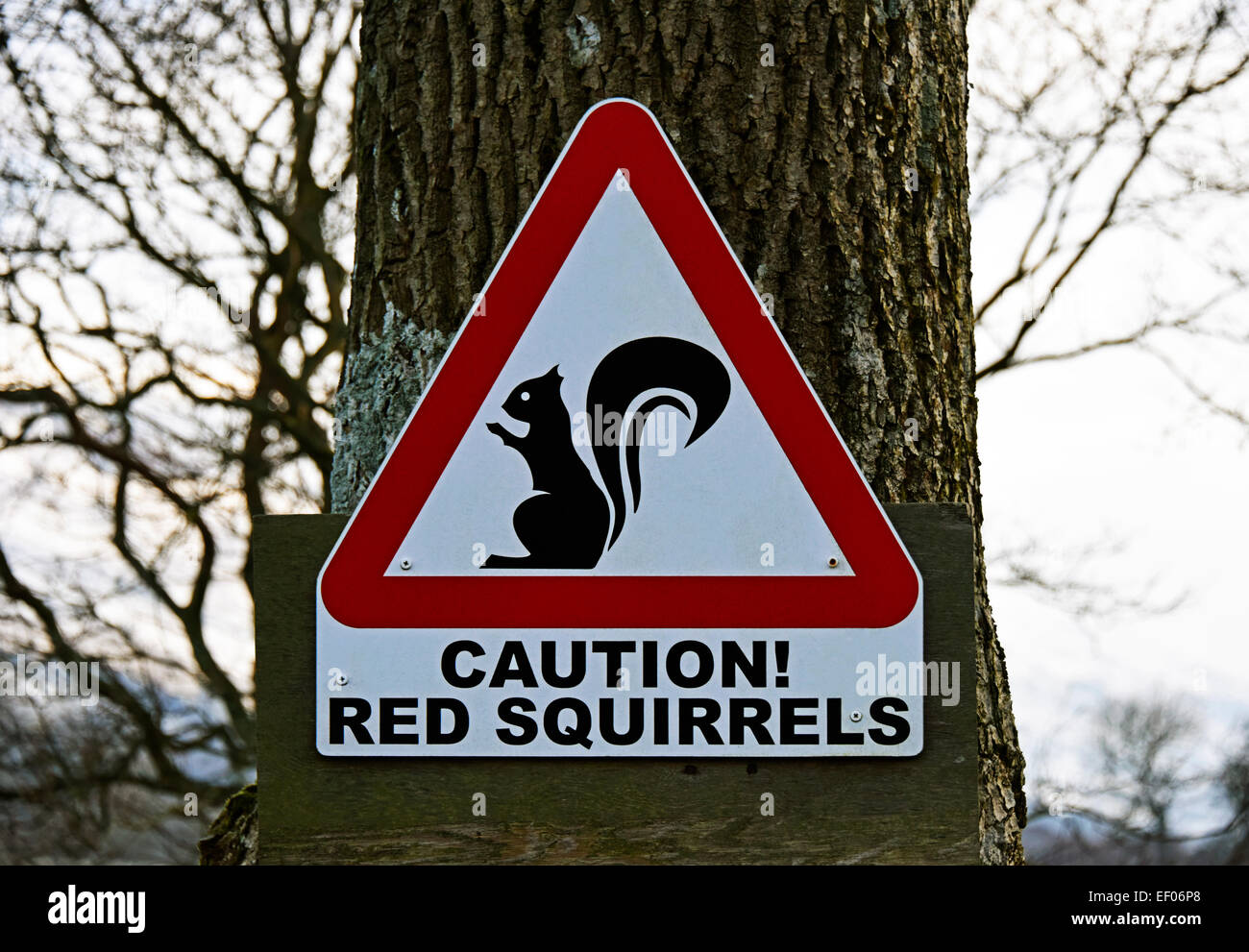 "CAUTION! RED SQUIRRELS" warning road sign. Sedbergh, Cumbria, England ...