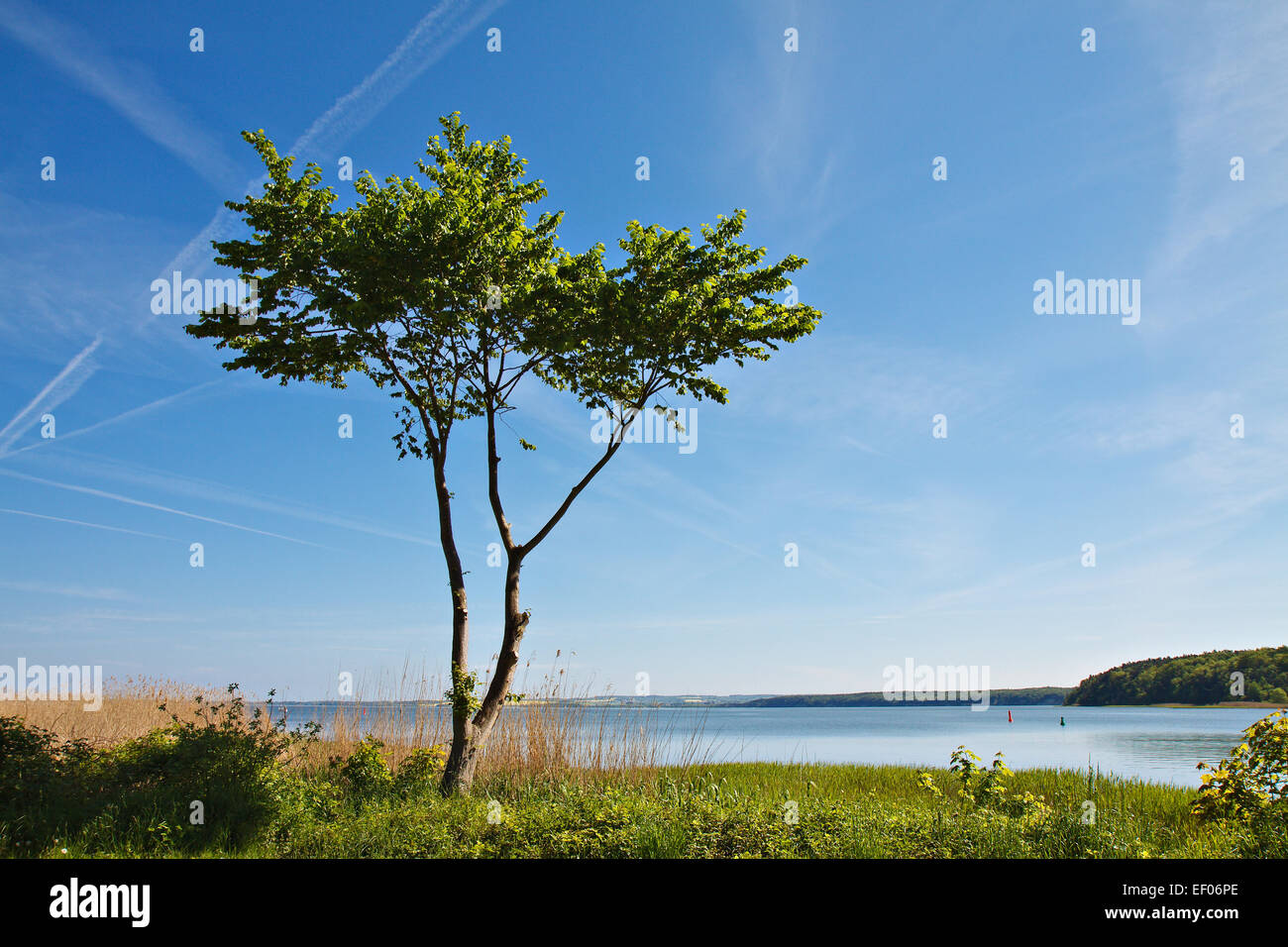 A tree at Bodden Stock Photo - Alamy