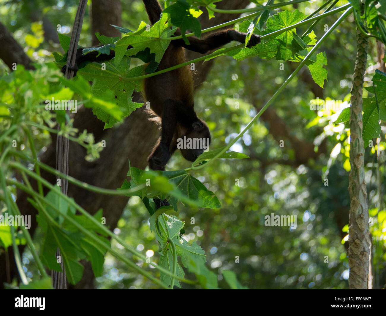 Howling monkey getting around Stock Photo - Alamy
