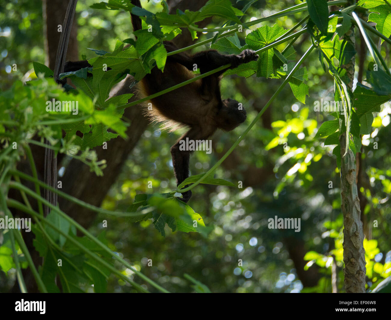 Howling monkey getting around in the trees Stock Photo - Alamy