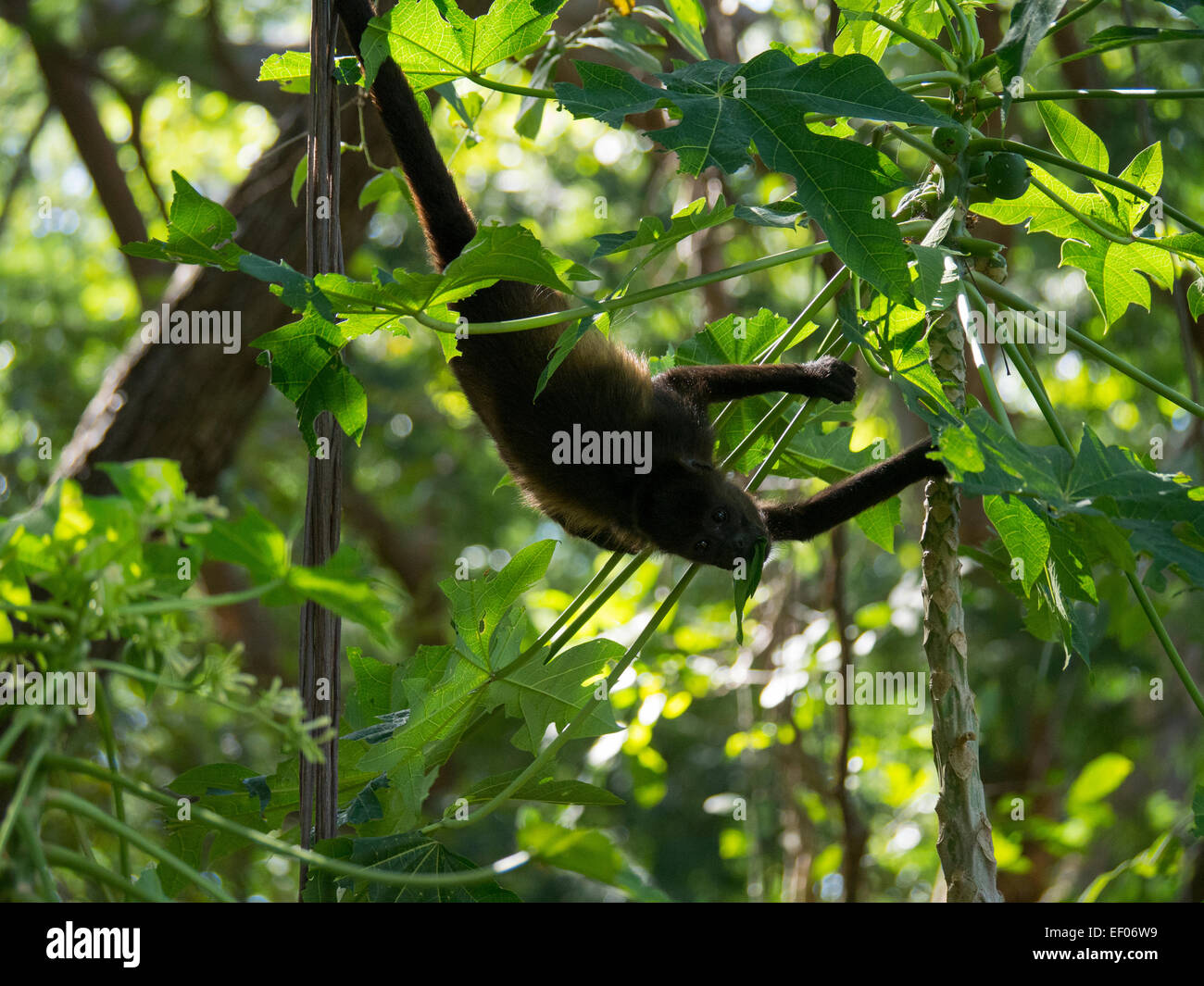 Howling monkey eating Stock Photo - Alamy