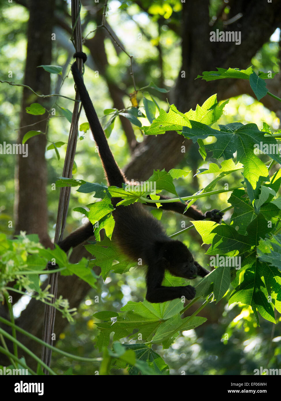 Monkeys howling hi-res stock photography and images - Alamy