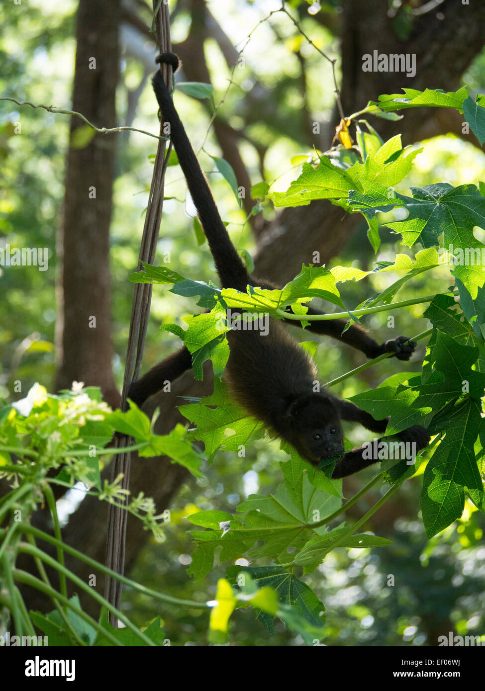 Howling monkey eating Stock Photo - Alamy