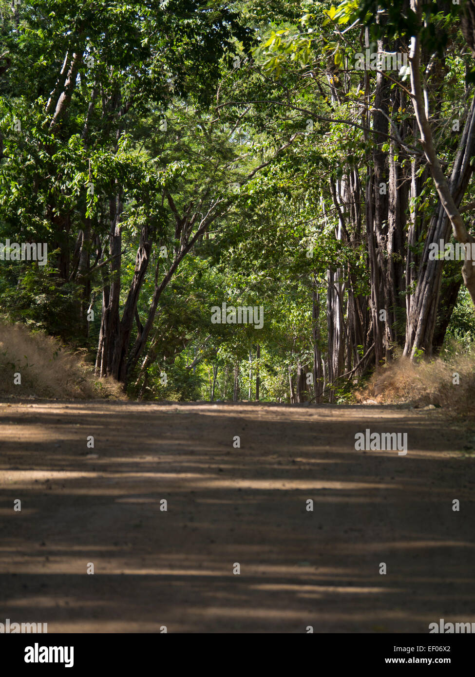 Road with trees Stock Photo - Alamy