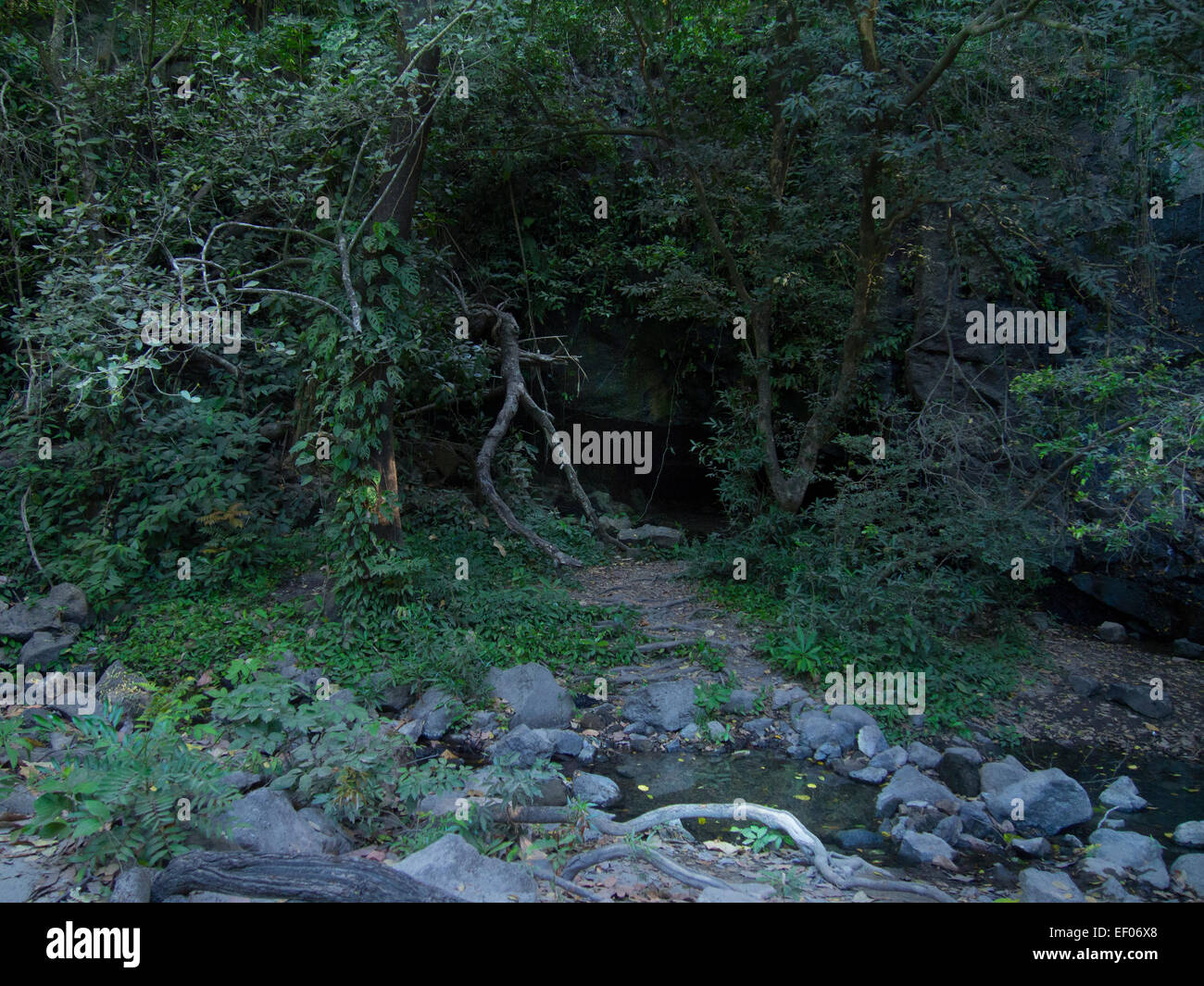Woods with rocks Stock Photo - Alamy