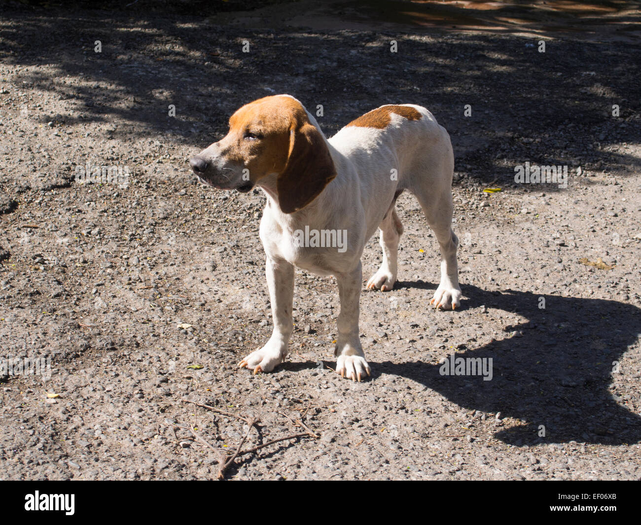 dog Standing and waiting Stock Photo - Alamy