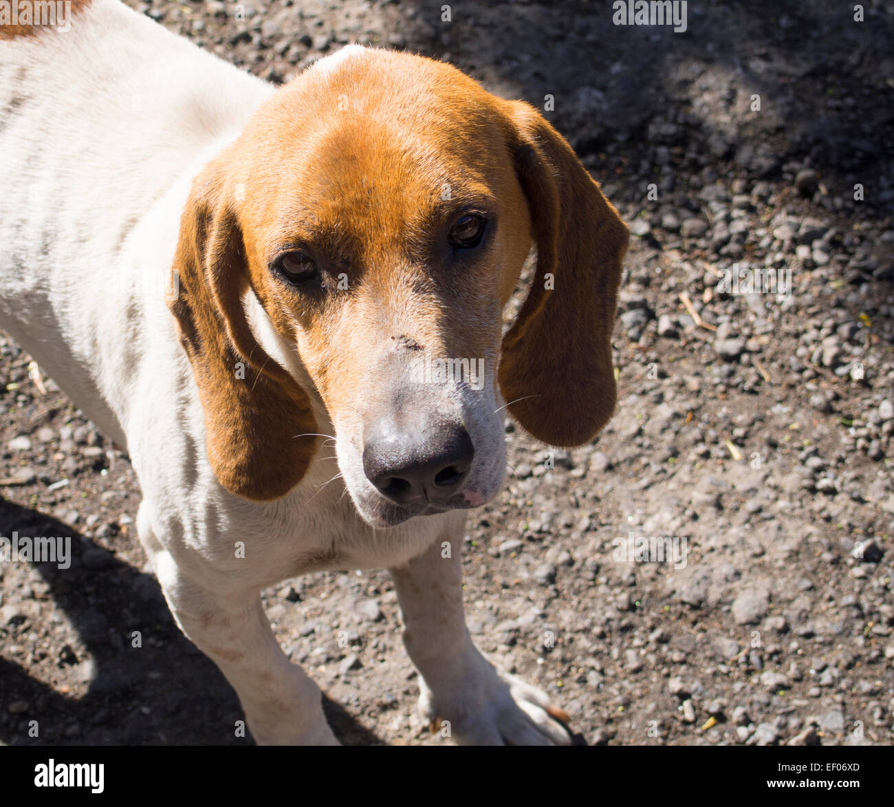 Dog looking at you Stock Photo - Alamy