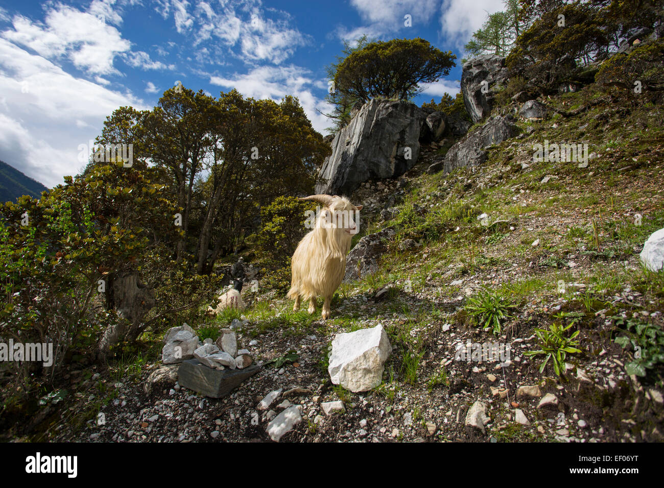 Tibetan goat hi-res stock photography and images - Alamy