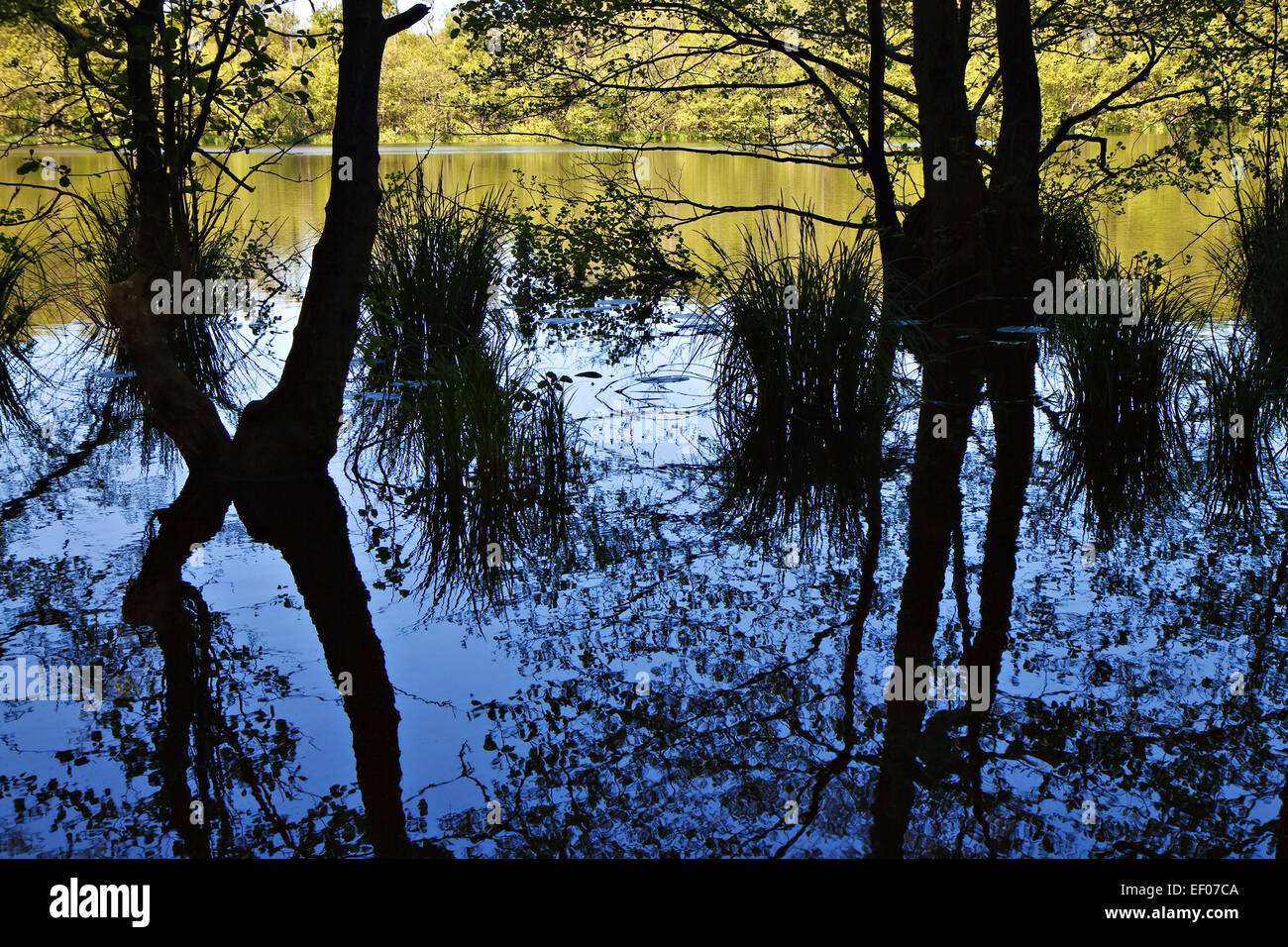 Wald baume hi-res stock photography and images - Alamy