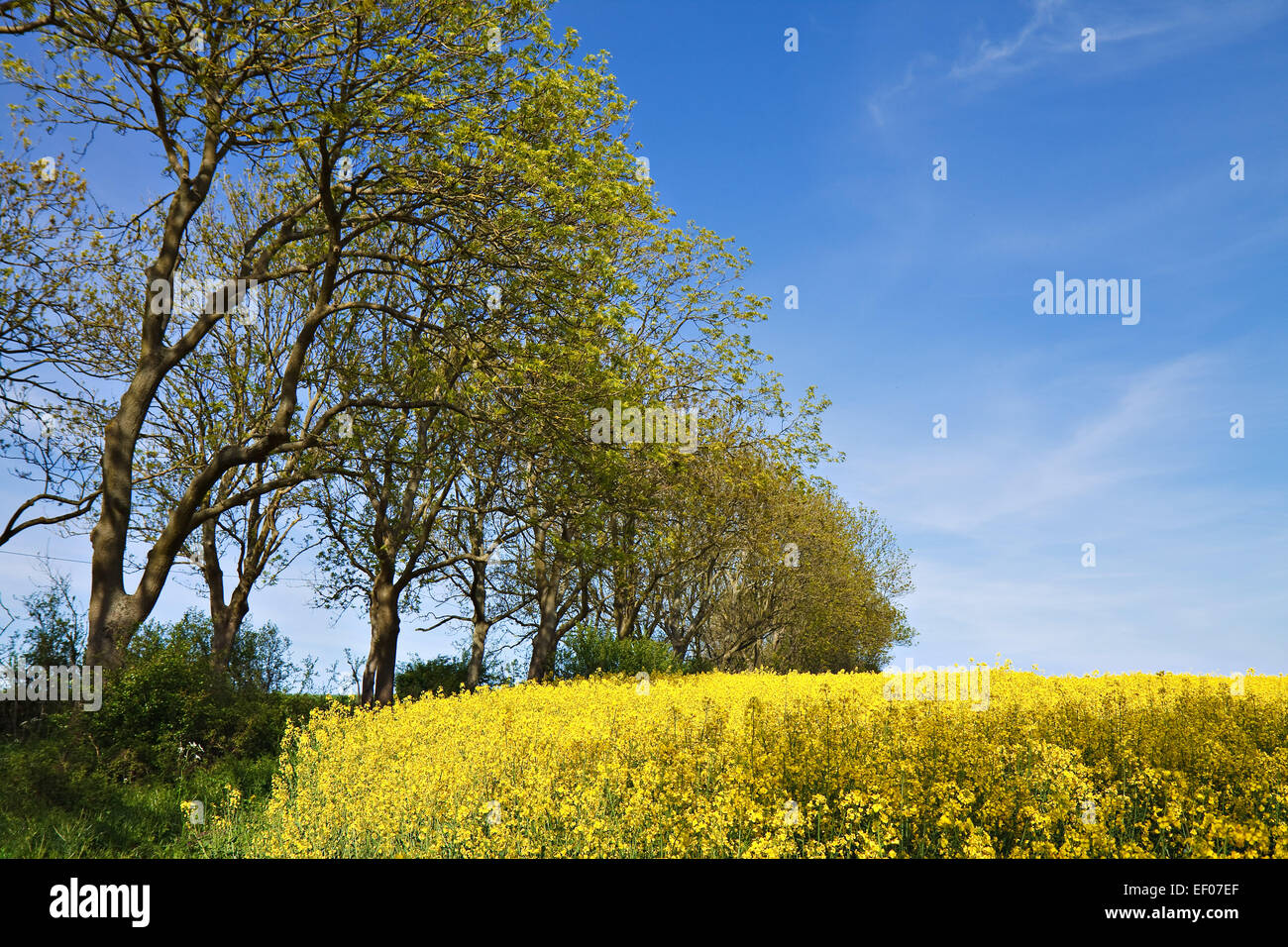 Raps field hi-res stock photography and images - Alamy