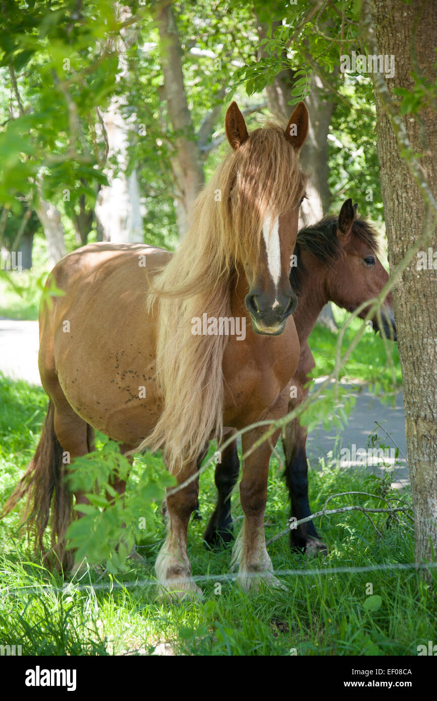 blonde long hair mane horse Asturcon race near Cangas de Onis in ...