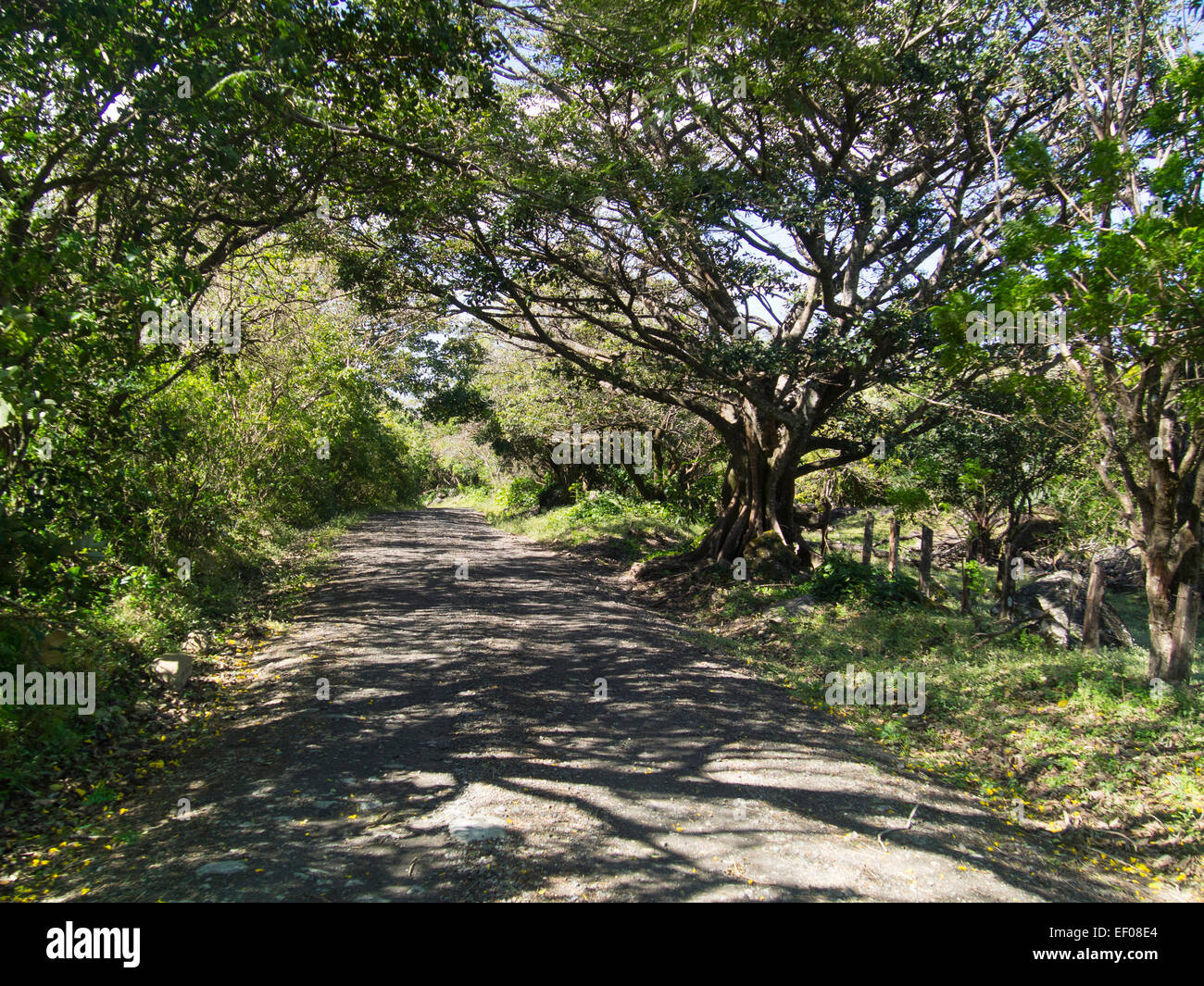 Road with trees Stock Photo - Alamy