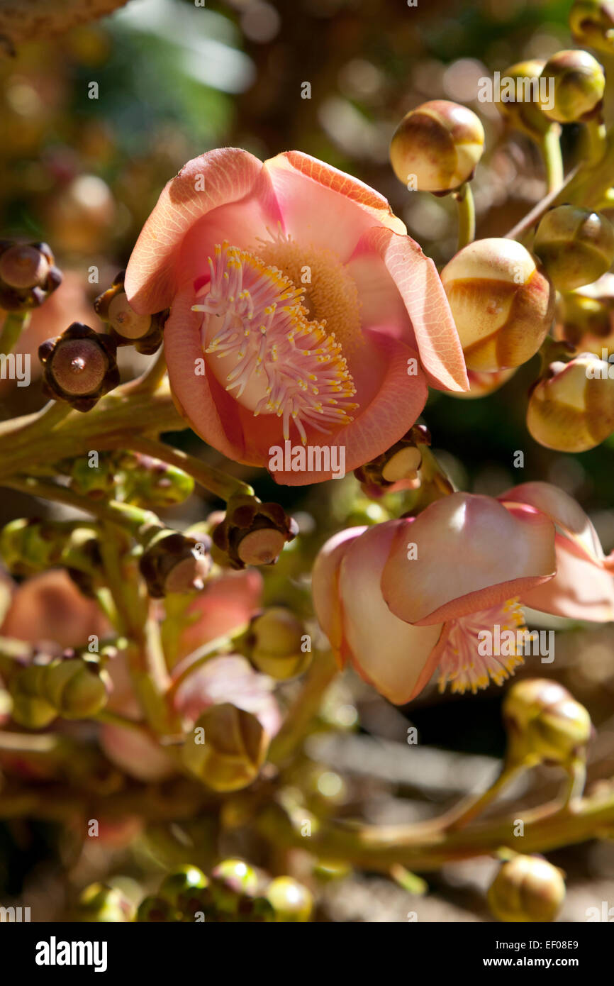 Cannonball tree hi-res stock photography and images - Alamy