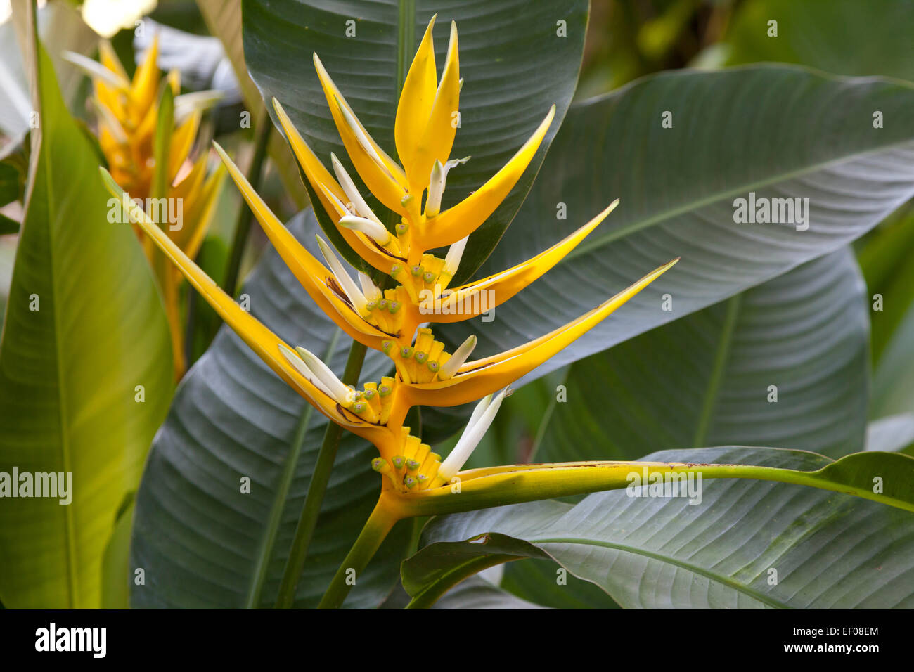 Heliconia species hi-res stock photography and images - Alamy