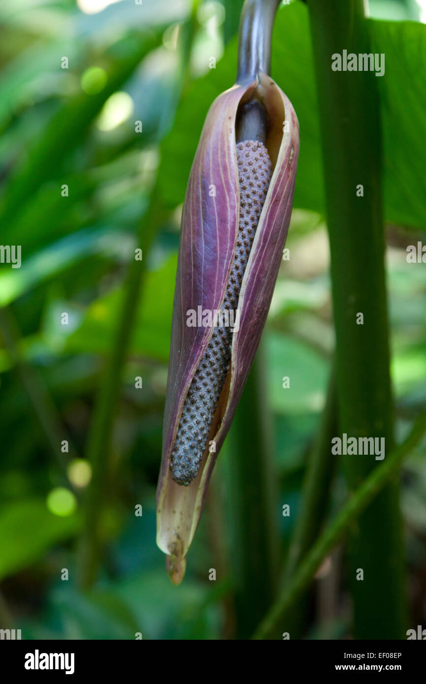 Pulaka hi-res stock photography and images - Alamy