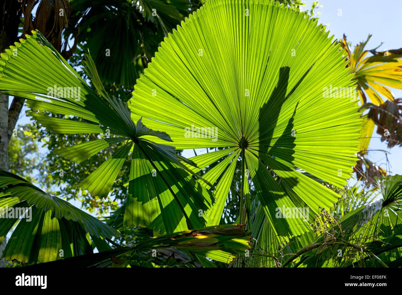Fan Palm Australia High Resolution Stock Photography and Images - Alamy
