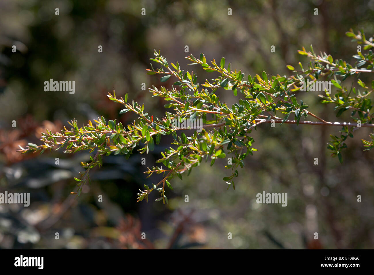 Yellow tea tree branch in NSW, Australia Stock Photo - Alamy