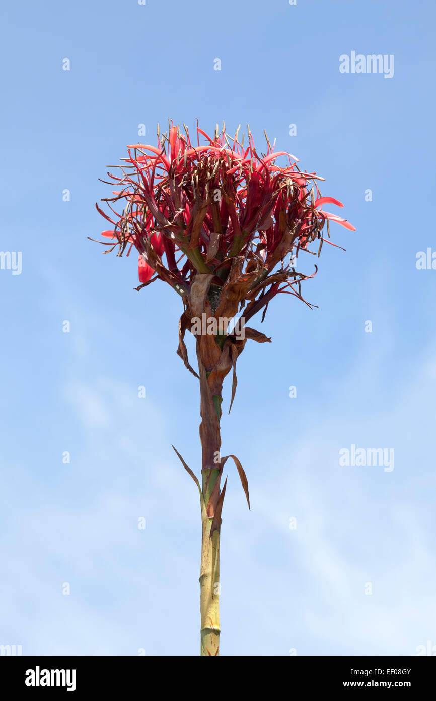 Gymea Lily flower native to eastern Australia Stock Photo - Alamy