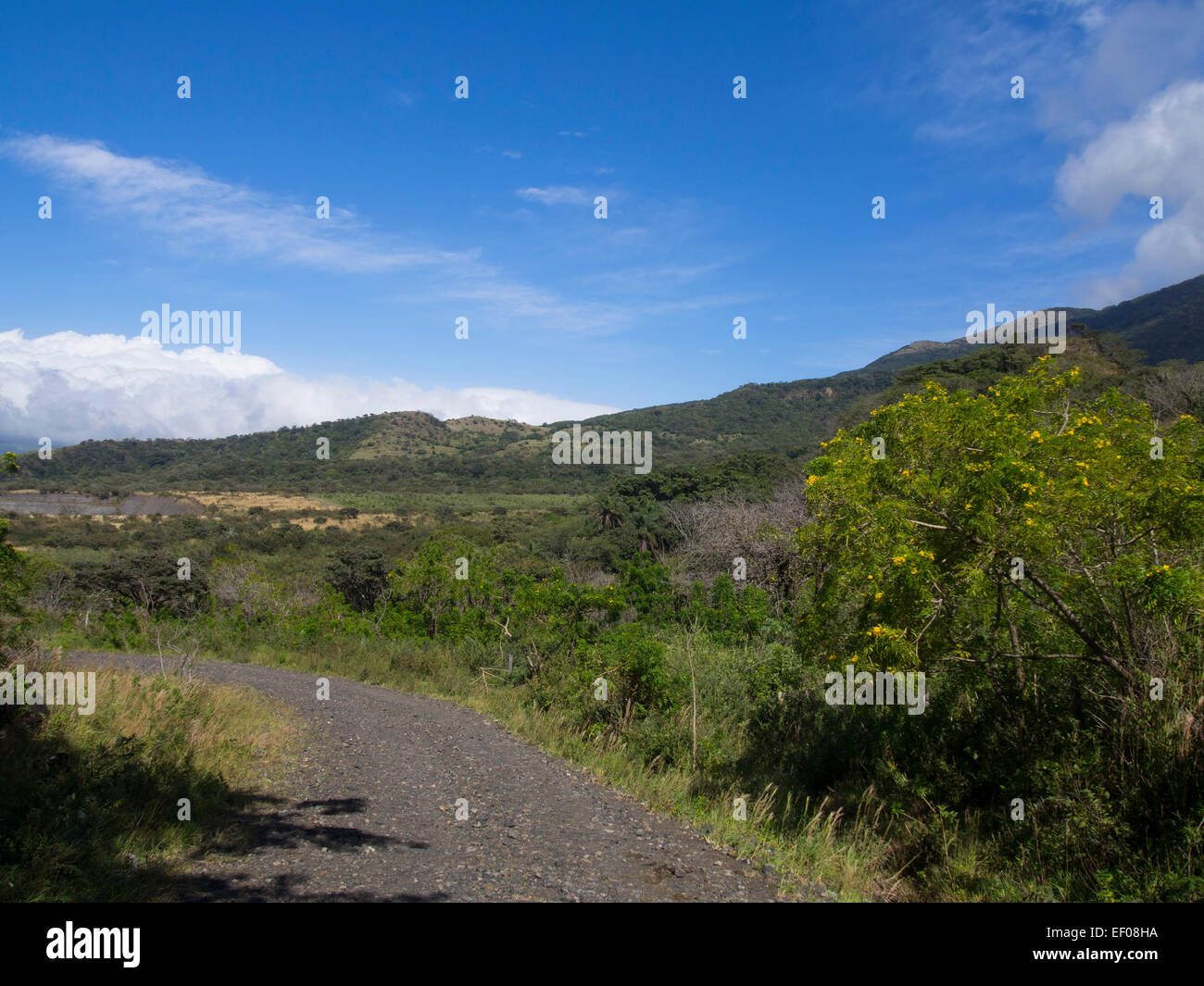 Dog running the path Stock Photo - Alamy