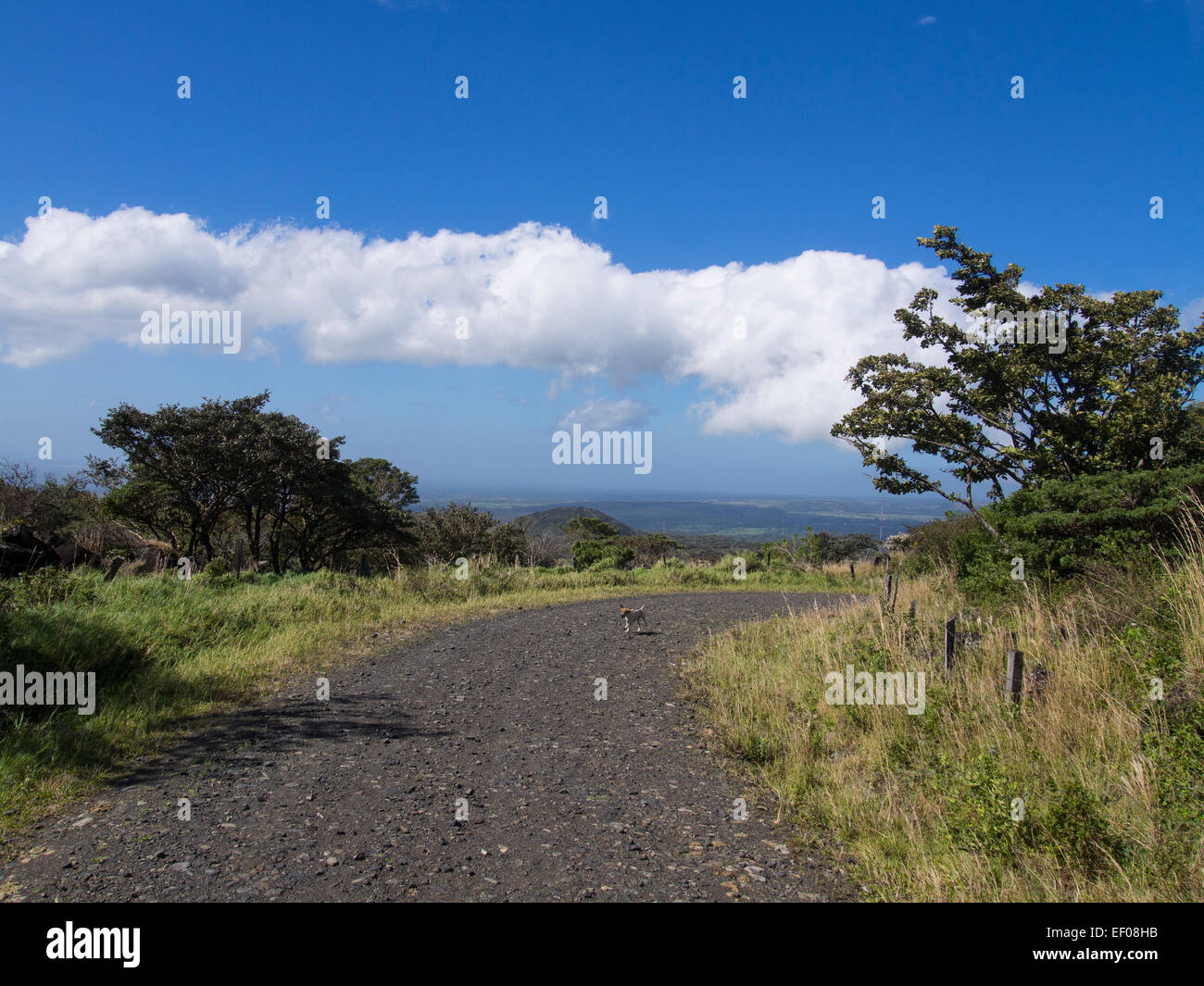 Dog running the path Stock Photo - Alamy