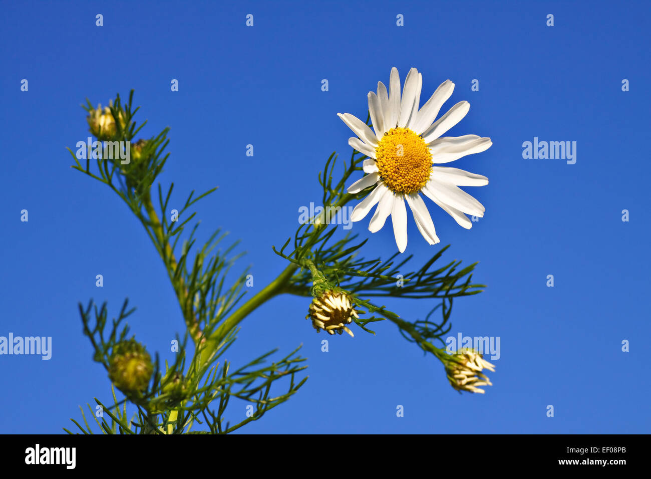One Daisy on the field Stock Photo - Alamy