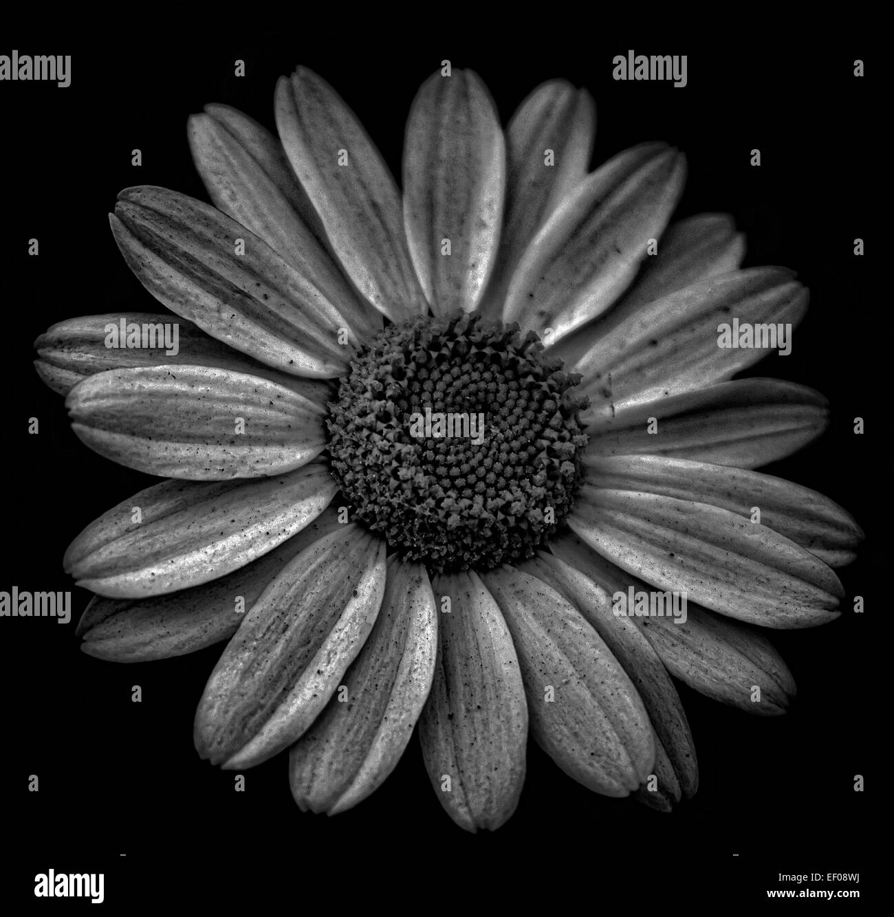Daisy flower vector art Black and White Stock Photos & Images - Alamy