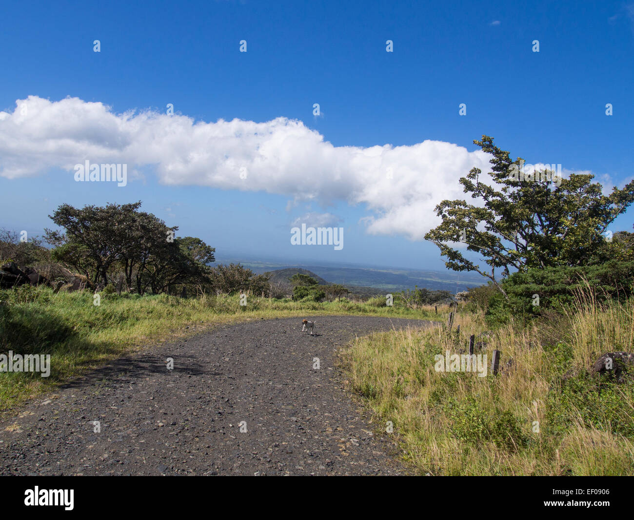 Dog running the path Stock Photo - Alamy