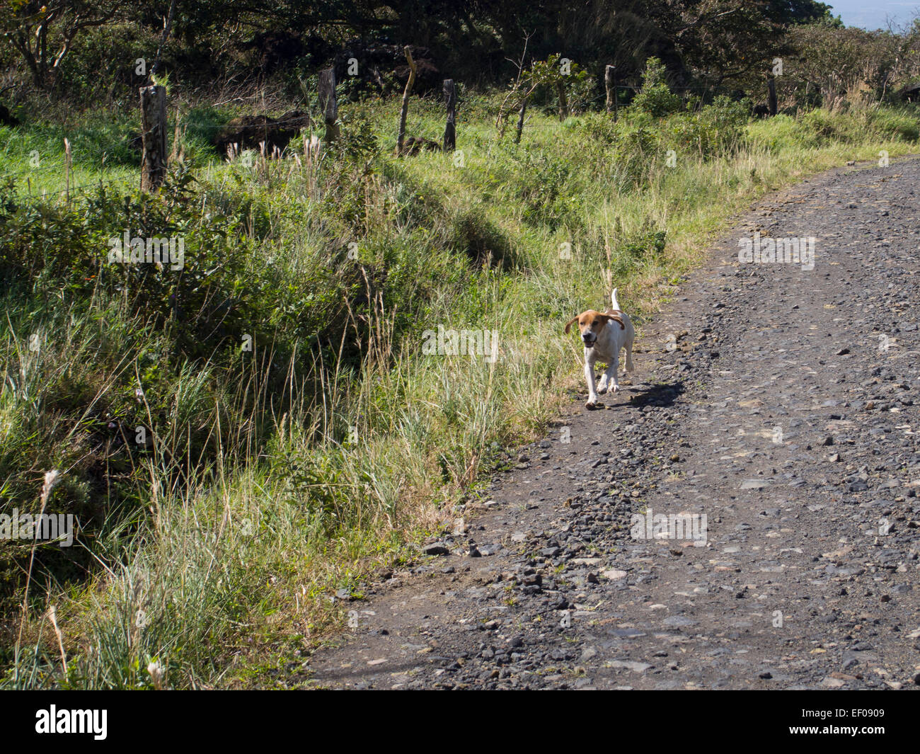 Dog running the path Stock Photo - Alamy