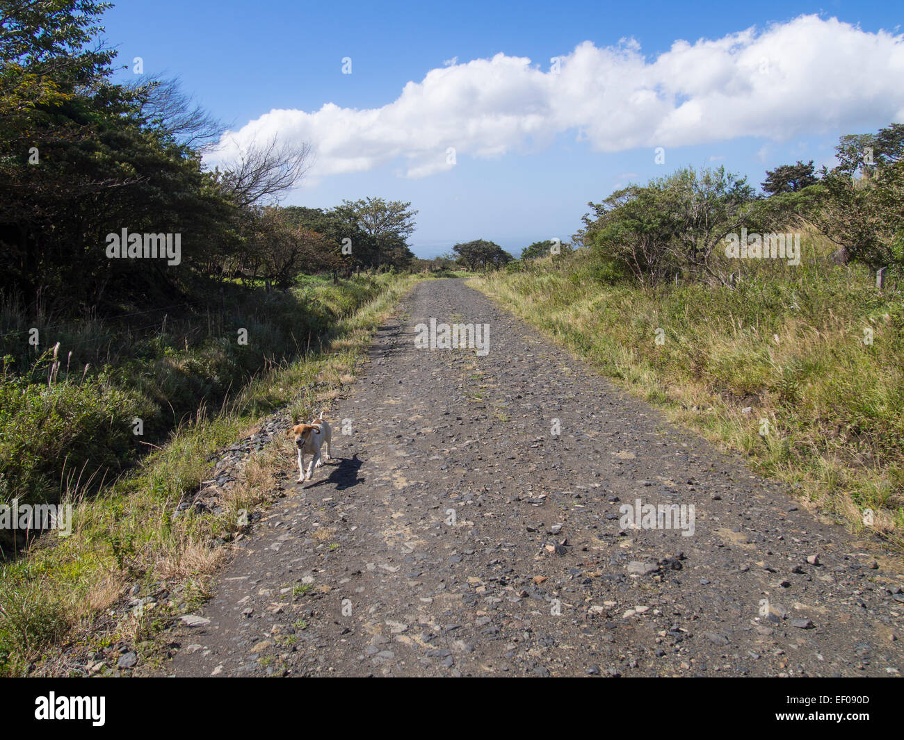 Dog running the path Stock Photo - Alamy