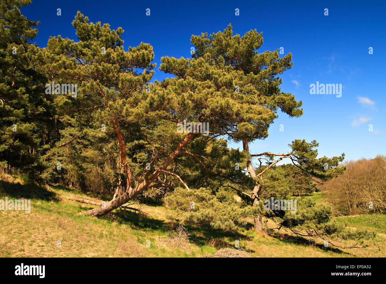 Wiese wald hi-res stock photography and images - Alamy