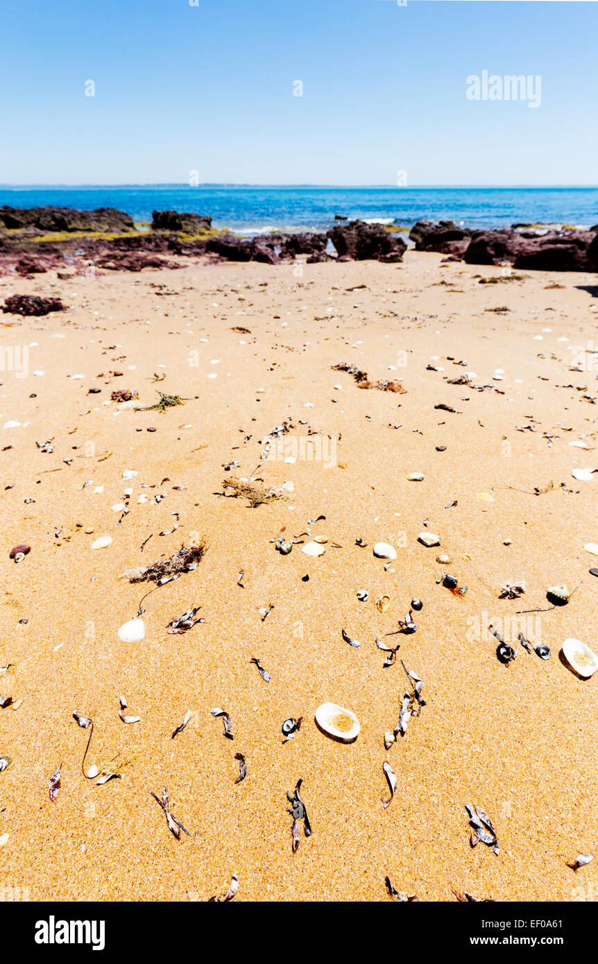 Shells on Red Rocks Beach, Phillip Island Victoria, Australia Stock ...