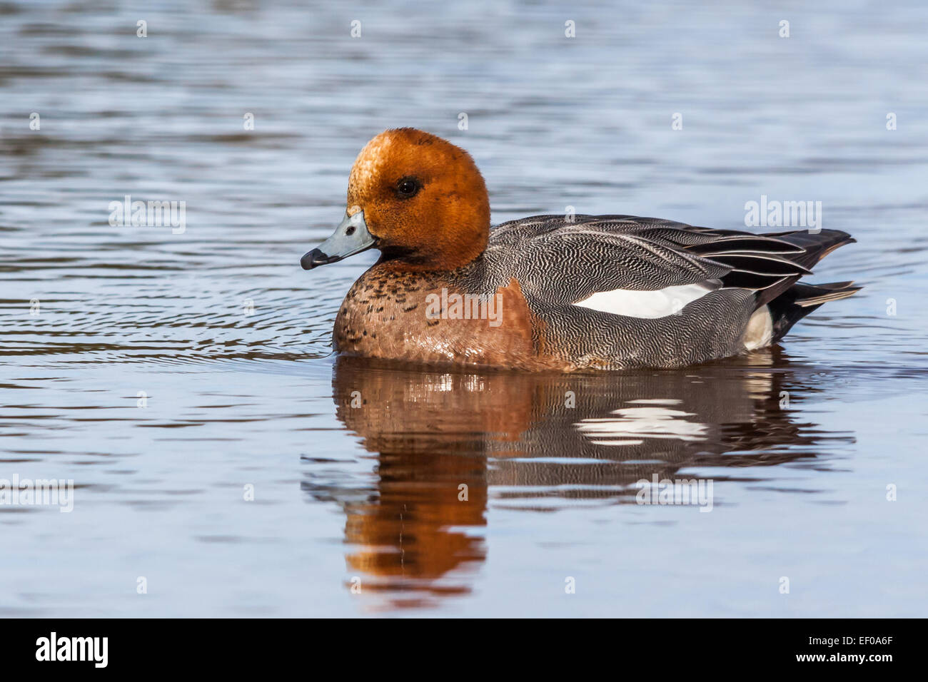 Male Eurasian wigeon Stock Photo - Alamy