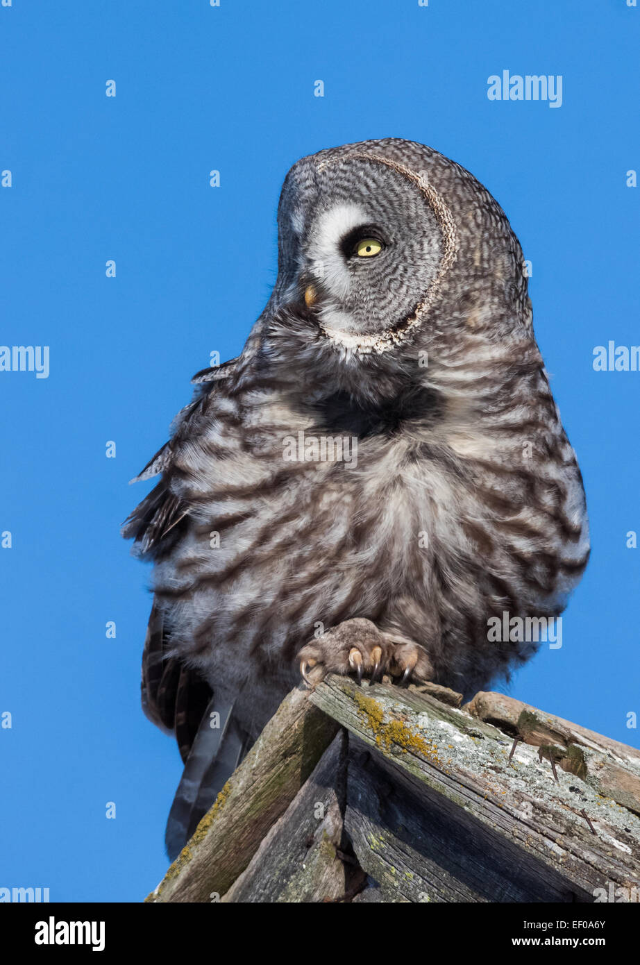 A great gray owl (Strix nebulosa Stock Photo - Alamy