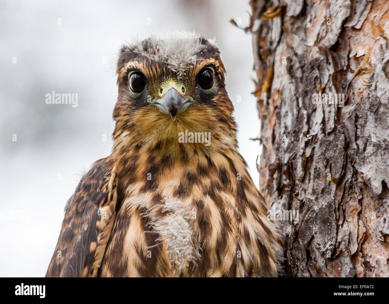 A juvenile merlin (Falco columbarius Stock Photo - Alamy