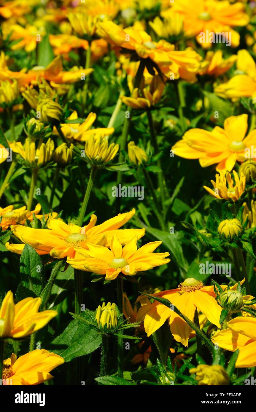 Pretty yellow flowers Stock Photo - Alamy