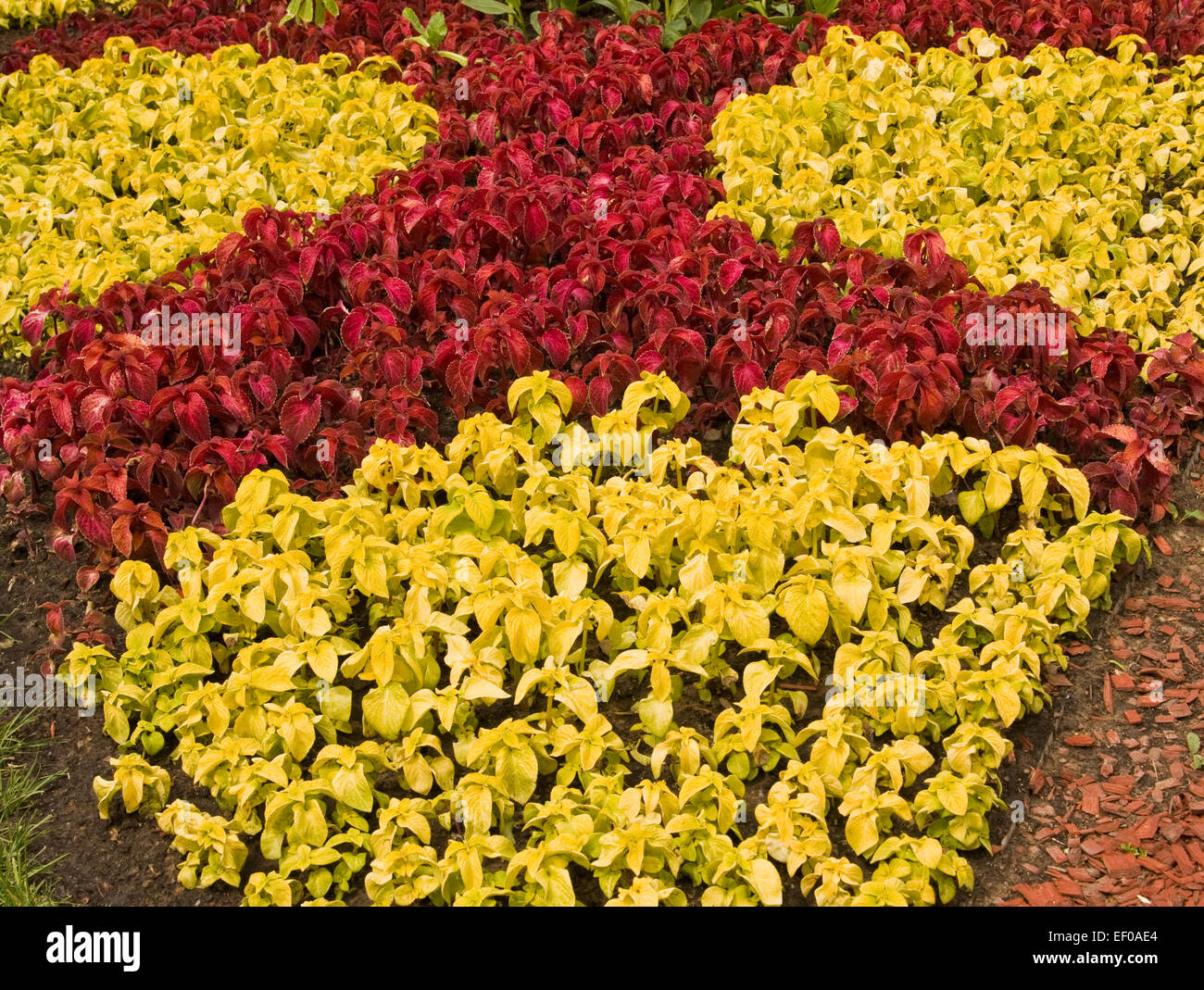 Flowerbed with red and yellow coleus flower Stock Photo - Alamy