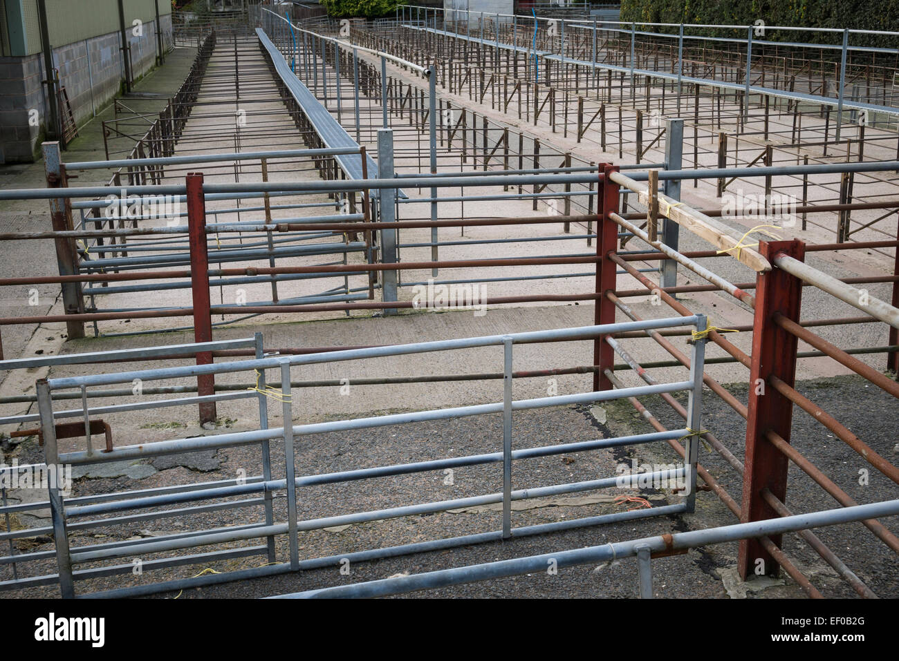 Empty sheep hi-res stock photography and images - Alamy