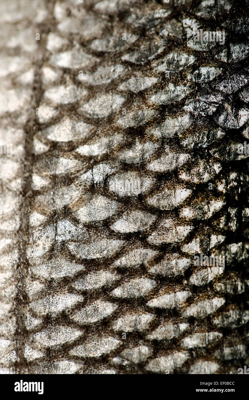 Fish scale texture hi-res stock photography and images - Alamy