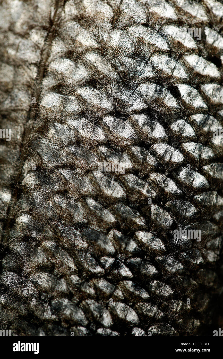 Scale of fish close-up Stock Photo - Alamy
