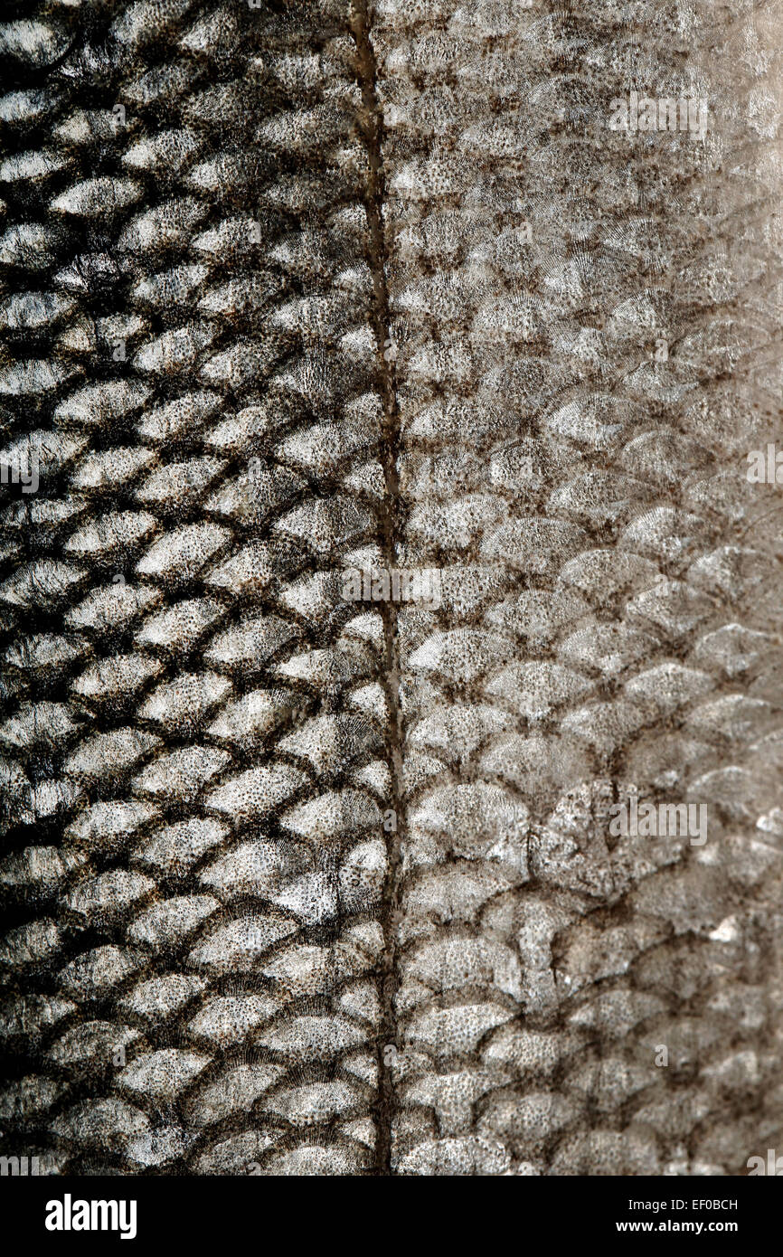 Scale fish silver hi-res stock photography and images - Alamy