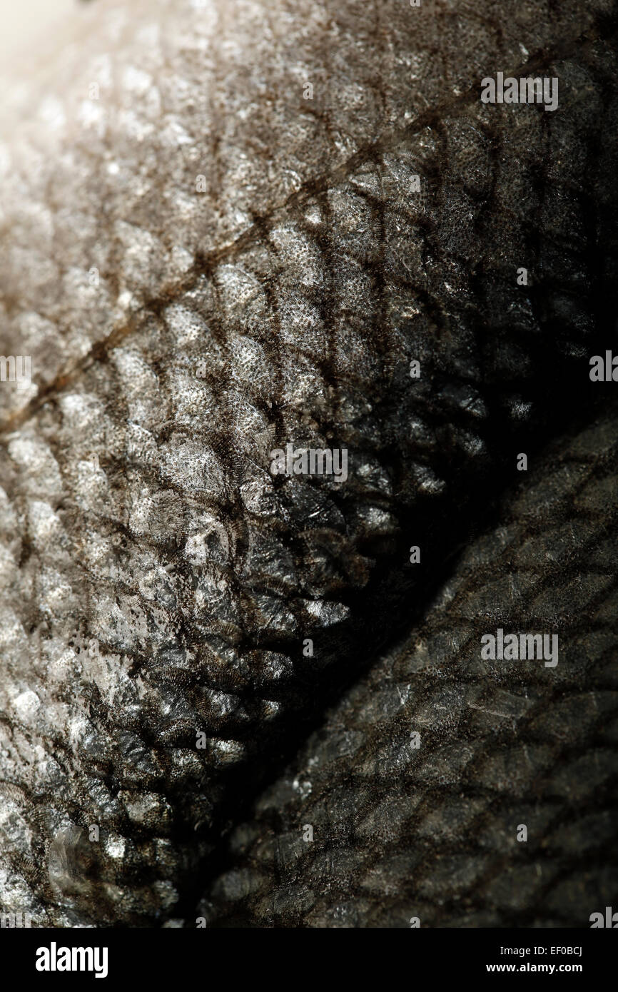 Fish skin pattern macro hi-res stock photography and images - Alamy
