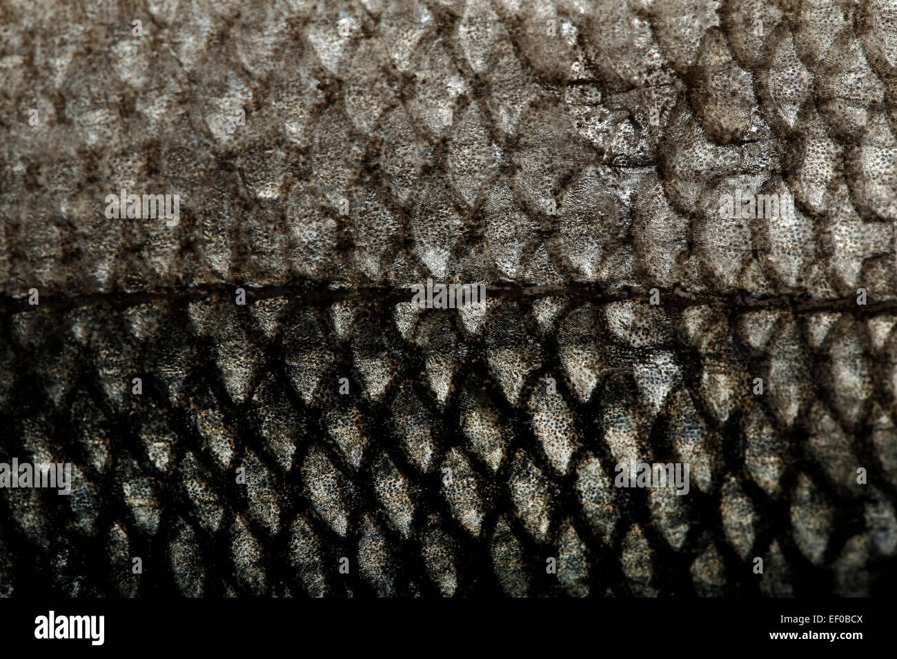 Scale of fish close-up Stock Photo - Alamy