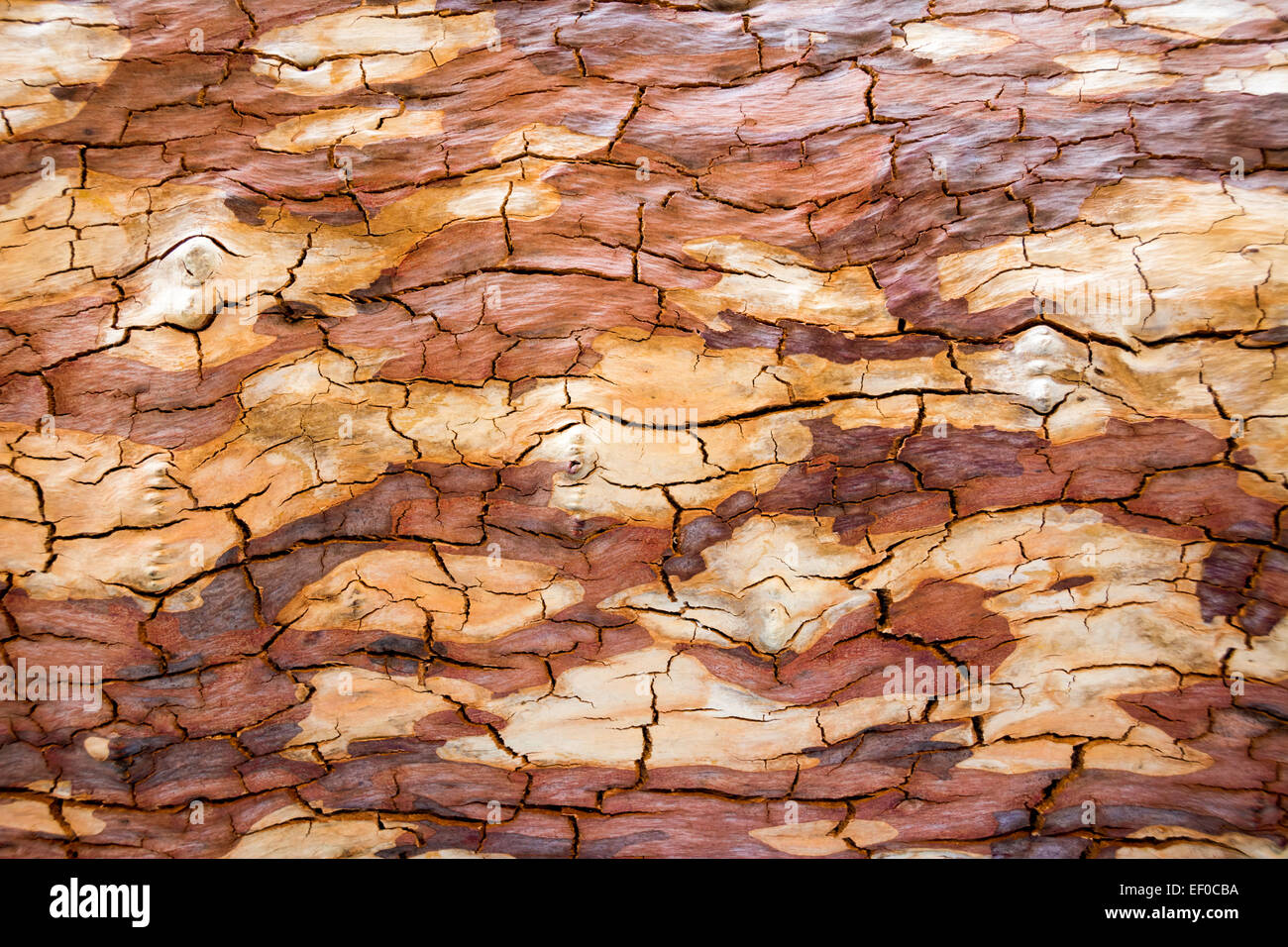 Dried bark of a tree at an exhibition Stock Photo - Alamy