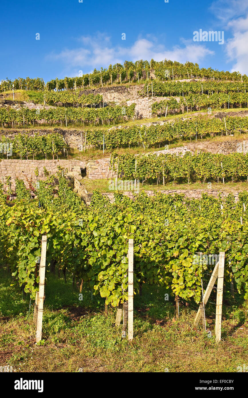 Vineyard in Radebeul Stock Photo - Alamy