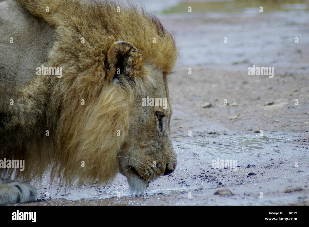 Lion drinking water hi-res stock photography and images - Alamy
