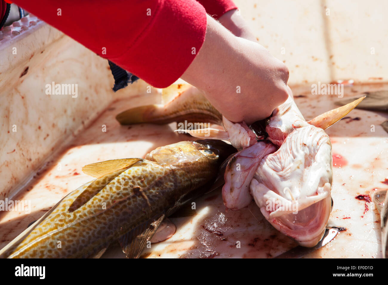 Gutting cod fish hi-res stock photography and images - Alamy