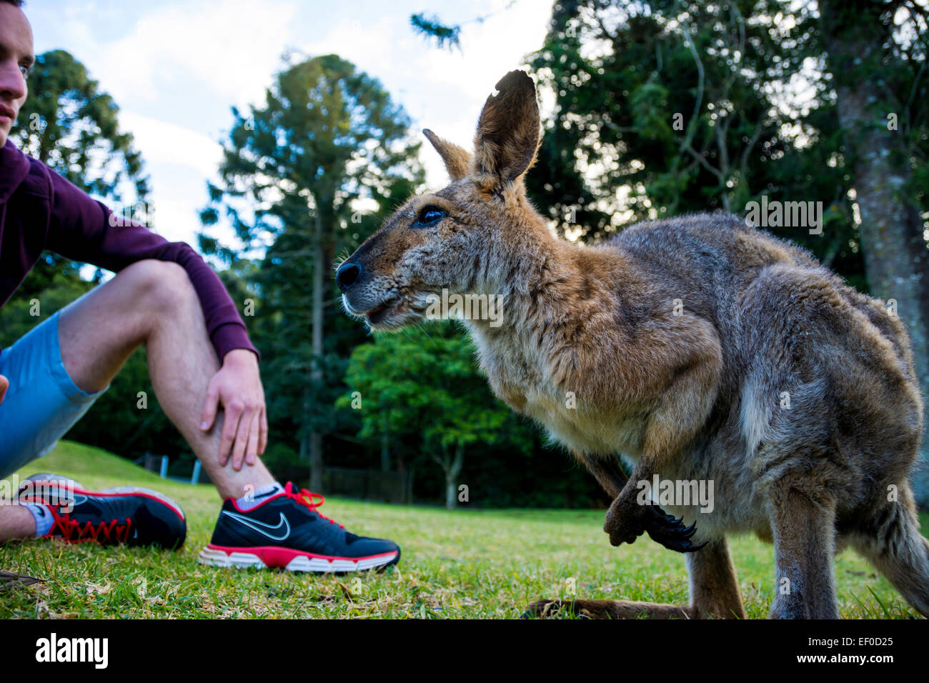 Wallaby at Bunya Mountains Queensland Australia Stock Photo - Alamy