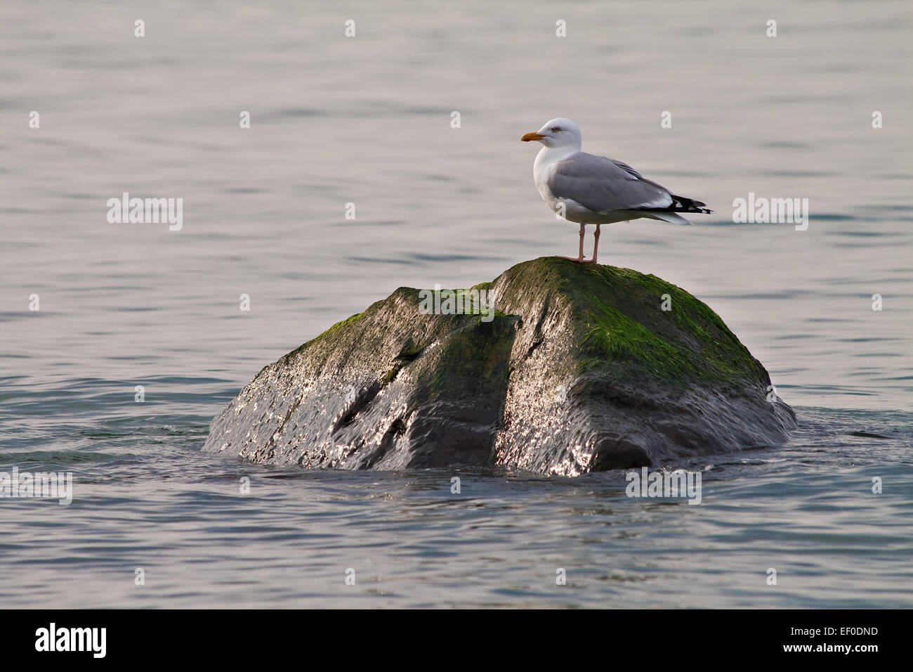Mowe hi-res stock photography and images - Alamy
