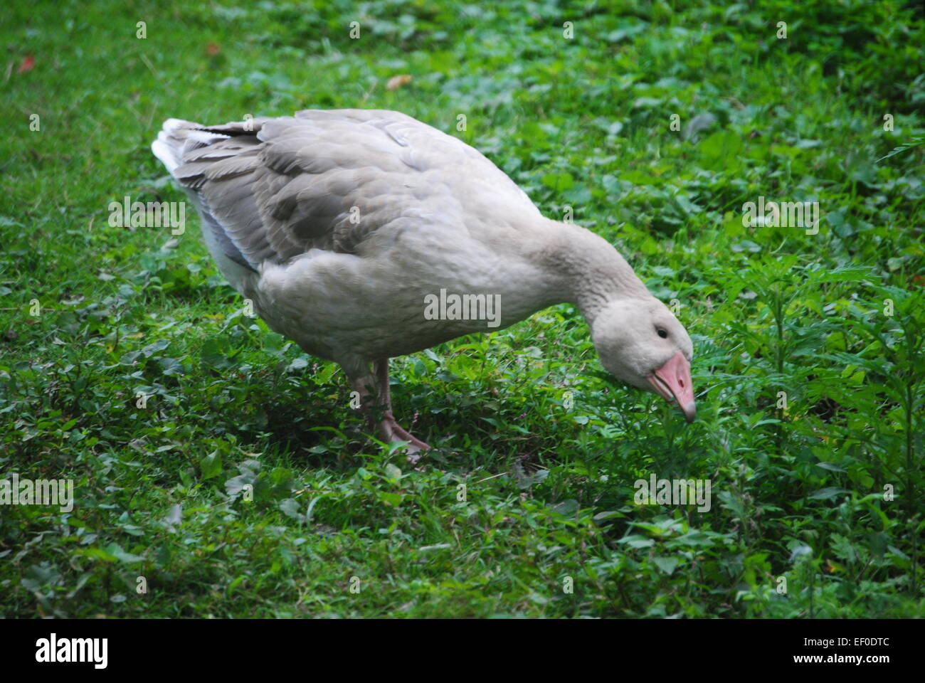 American buff goose Stock Photo - Alamy